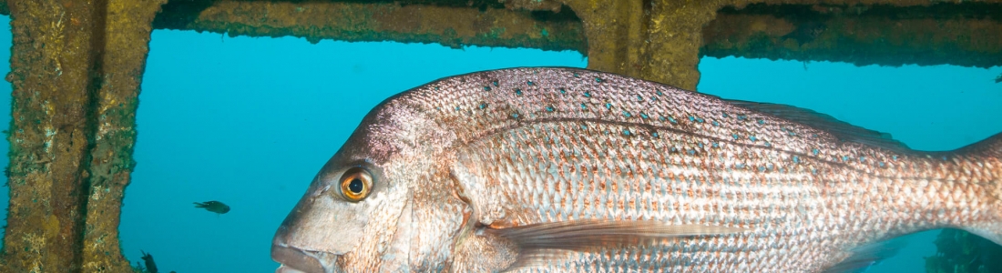 Do fish survive being released? – Northland Dive